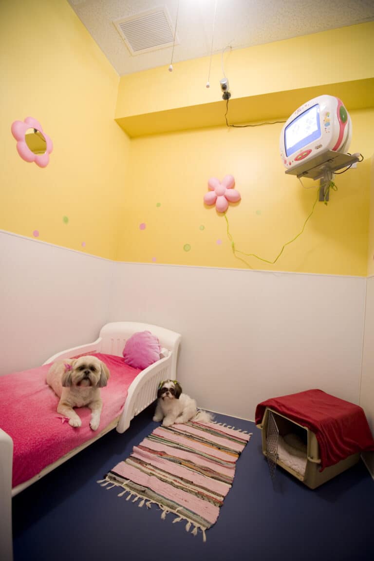 Photo Gallery - Paws Pet Resort