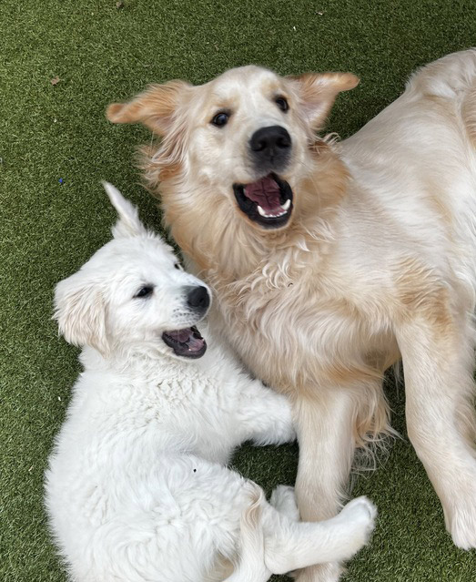 Puppy Socialization - Paws Pet Resort